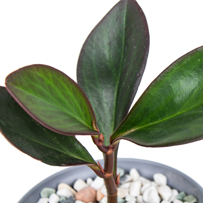 گل قاشقی چیست؟ - آشنایی با گل قاشقی از روش‌های نگهداری تا انواع مختلف